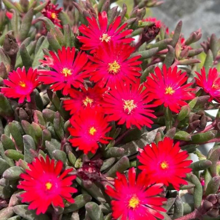 Delosperma Desert Dancer_ Bonini Piante - Myplant & Garden